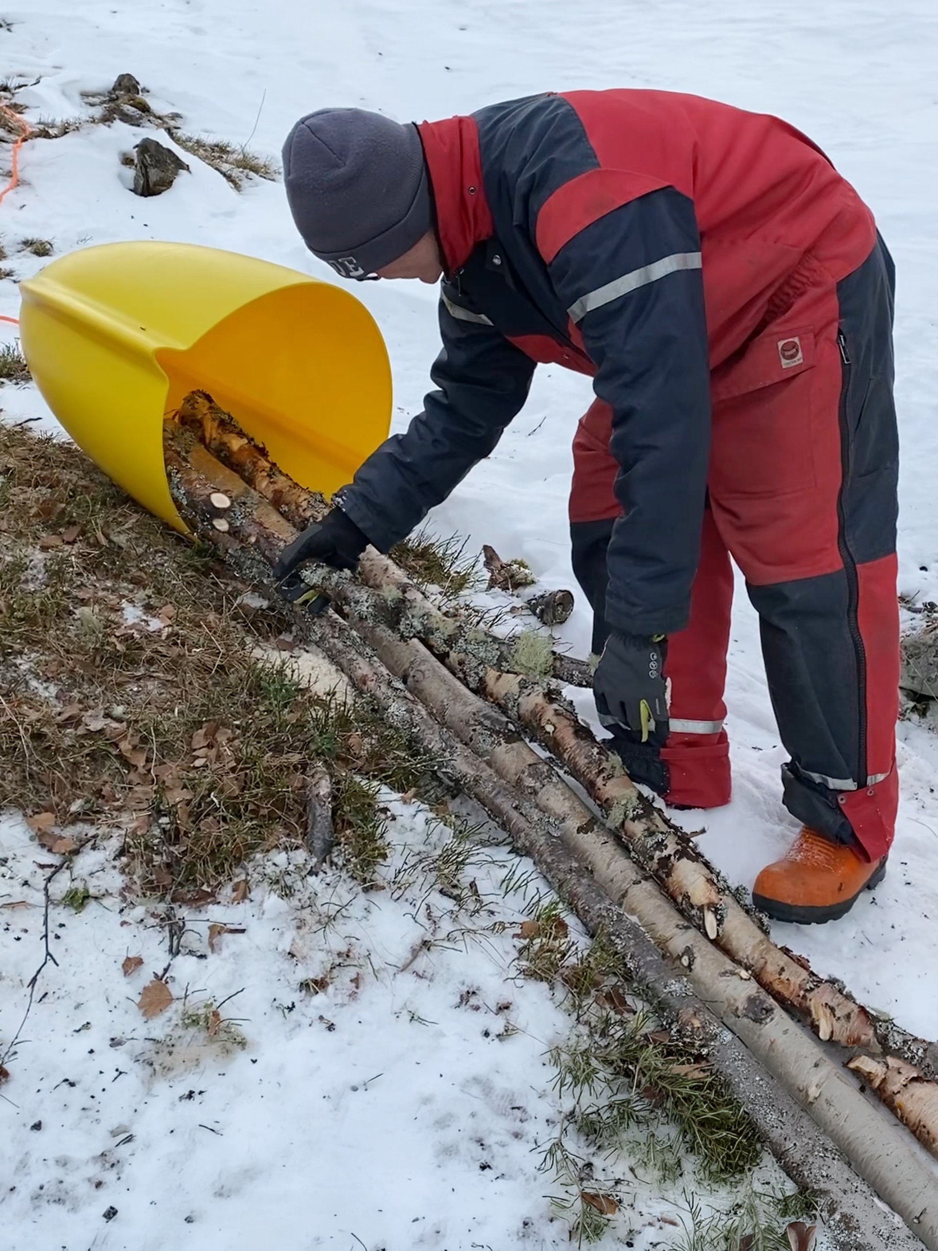 Tømmerkjegle - Logging cone - Wee.no