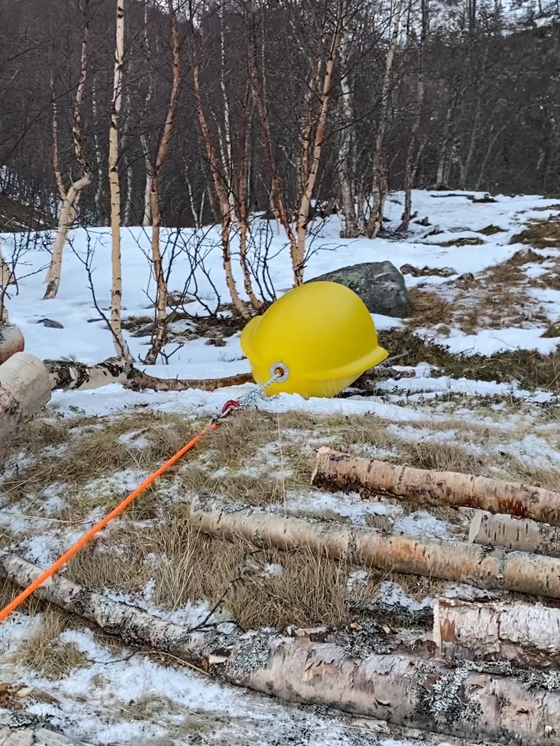 Tømmerkjegle - Logging cone - Wee.no