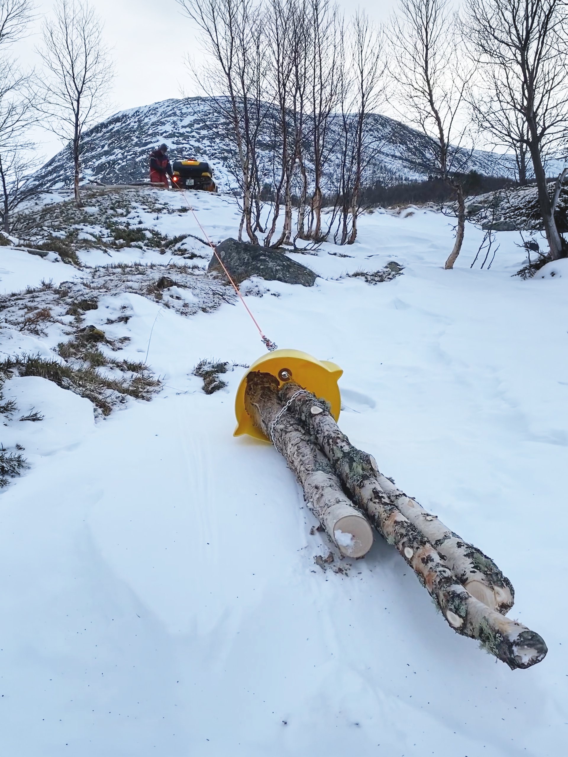 Tømmerkjegle - Logging cone - Wee.no